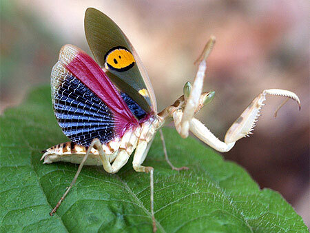 Exotic Insects - Album View Page - Wolmal