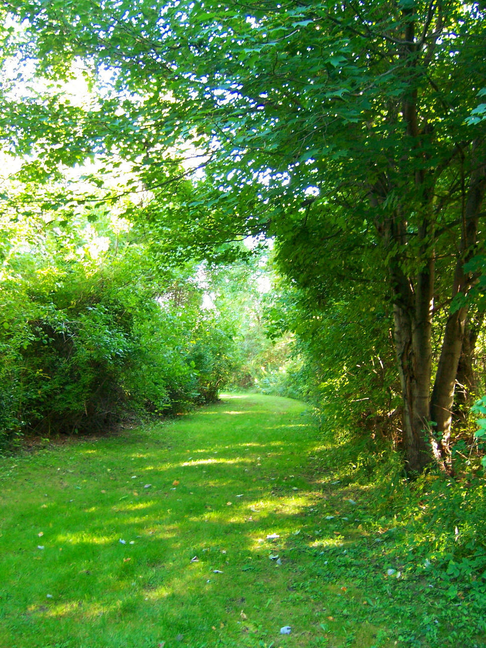 Pleasant for the eyes - Greenery - Album View Page - Wolmal