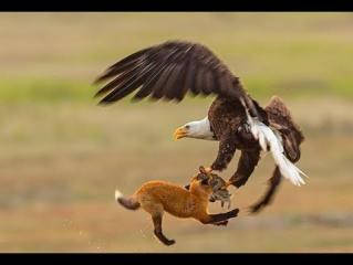 Fox vs Eagle vs Rabbit: Fox catches rabbit, then eagle swoops in - View ...